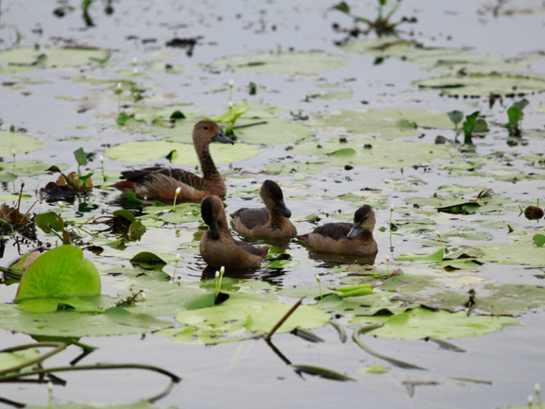 Urban Birding Colombo, Bird-Watching Tour | Rustic Tour Guide