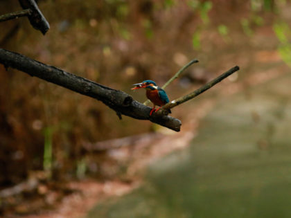 Urban Birding Colombo, Bird-Watching Tour | Rustic Tour Guide