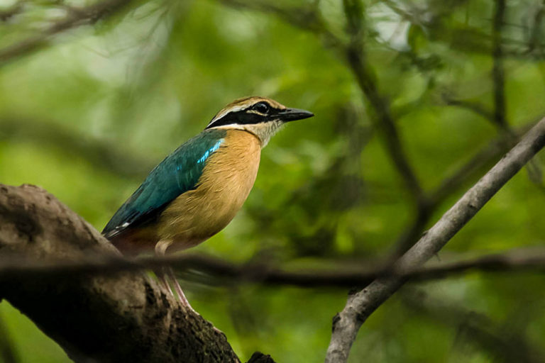 Top 10 Most Beautiful Birds in Colombo | Things to Do in Colombo