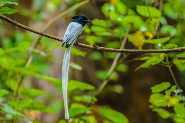 Top 10 Most Beautiful Birds in Colombo | Things to Do in Colombo