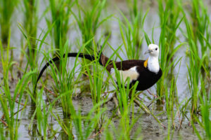 Top 10 Most Beautiful Birds in Colombo | Things to Do in Colombo