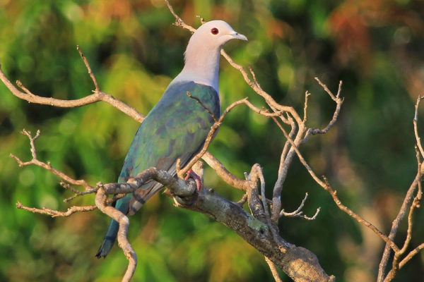 Top 10 Most Beautiful Birds in Colombo | Things to Do in Colombo